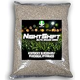 Amazon.com : NightShift (Formerly Blackout) Perennial Ryegrass Grass ...