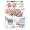 Amazon.com: Anatomy of The Brain Anatomical Chart : Anatomical Chart ...