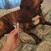 Dog Allergy Test for 118 Allergens - Home Sample Collection Kit for 1 ...