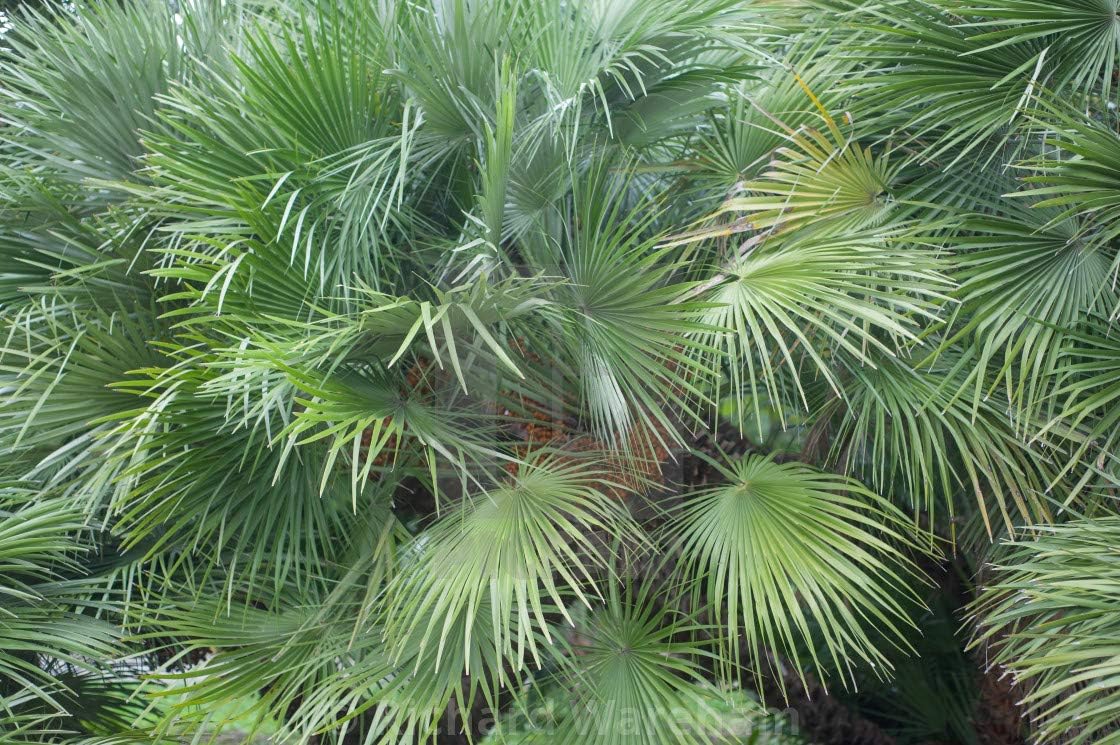 Kapebonavista Chamaerops humilis Mediterranean Dwarf Palm European Fan ...