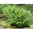 Amazon.com : 10 Lady Fern Bare Roots, 3 to 5 Inc Tall, Live Fern Plants ...