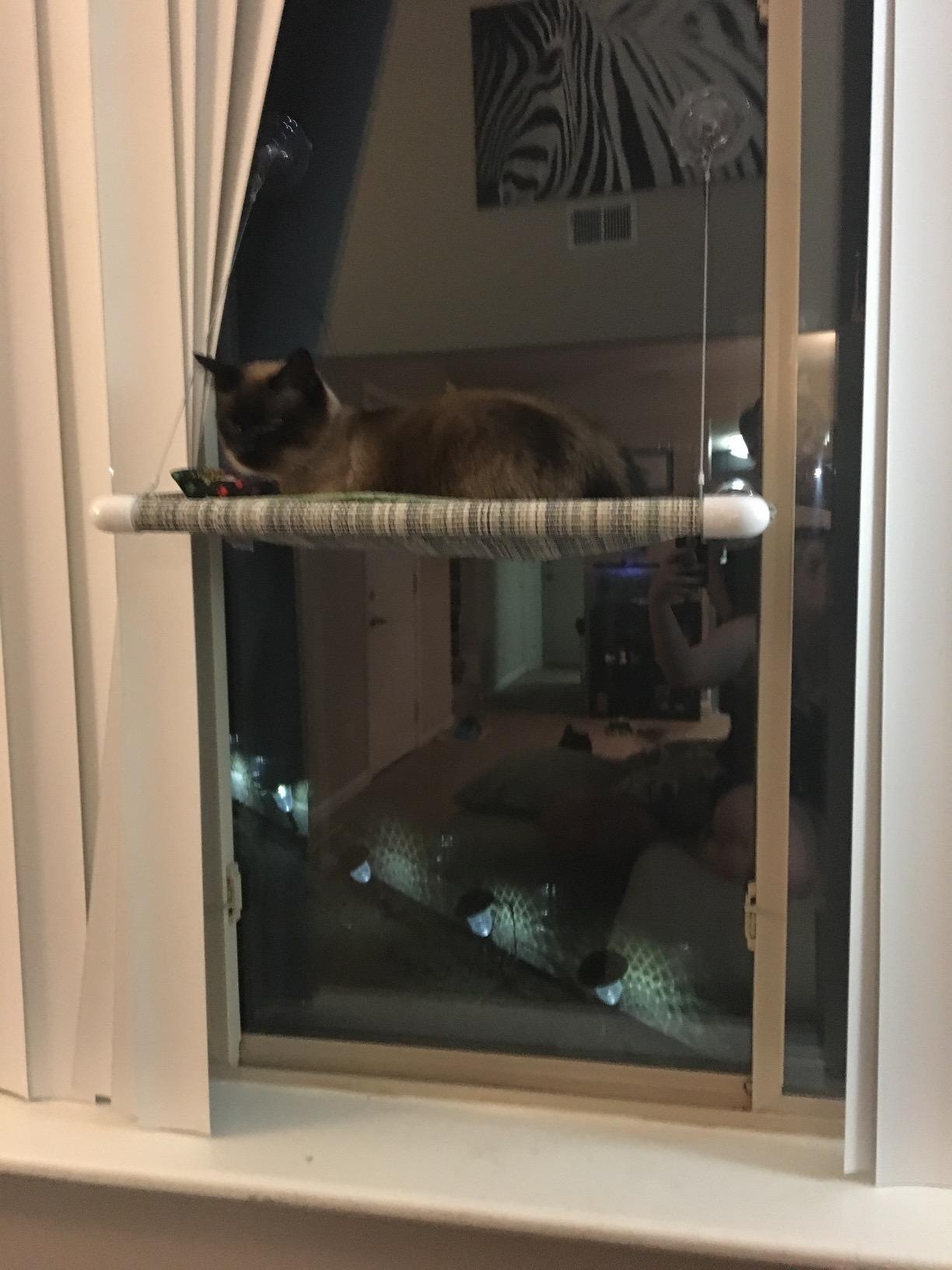 Pictures – Kitty Cot Original™