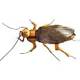 Amazon.com: GIANTmicrobes Cockroach Plush - Learn About This Common ...