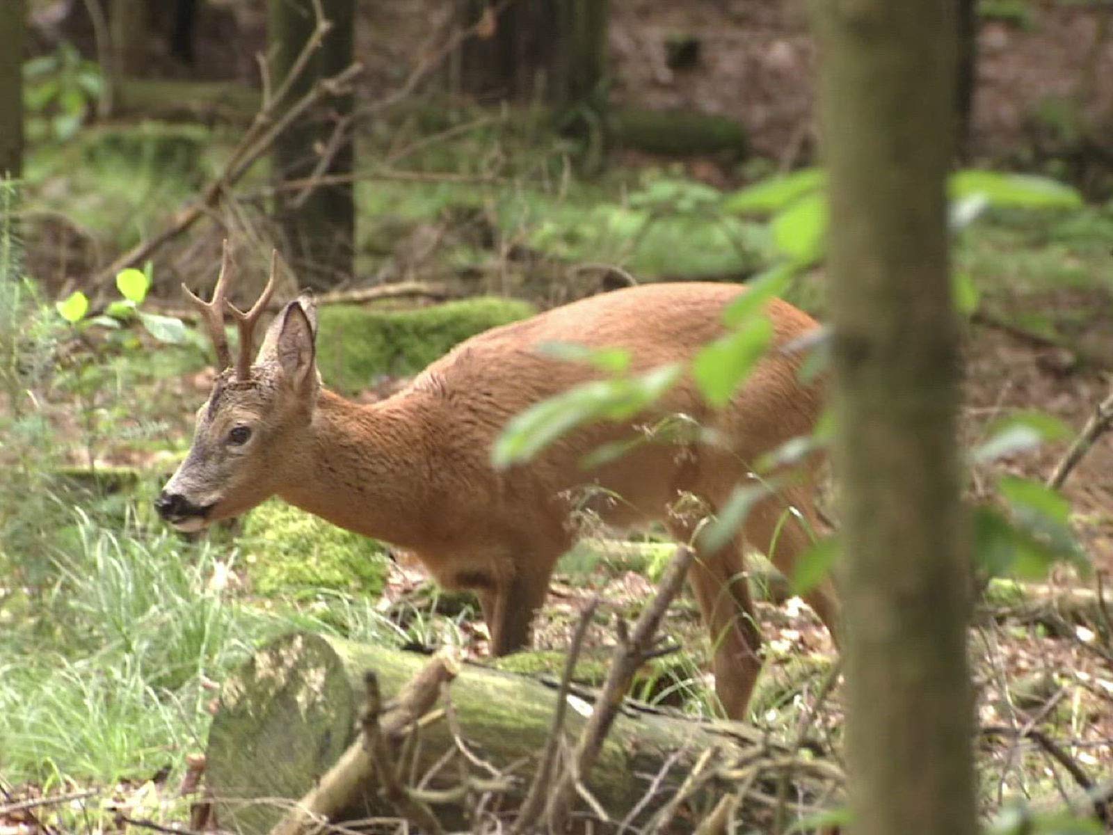 Watch Roebuck In Germany - Season 1 | Prime Video