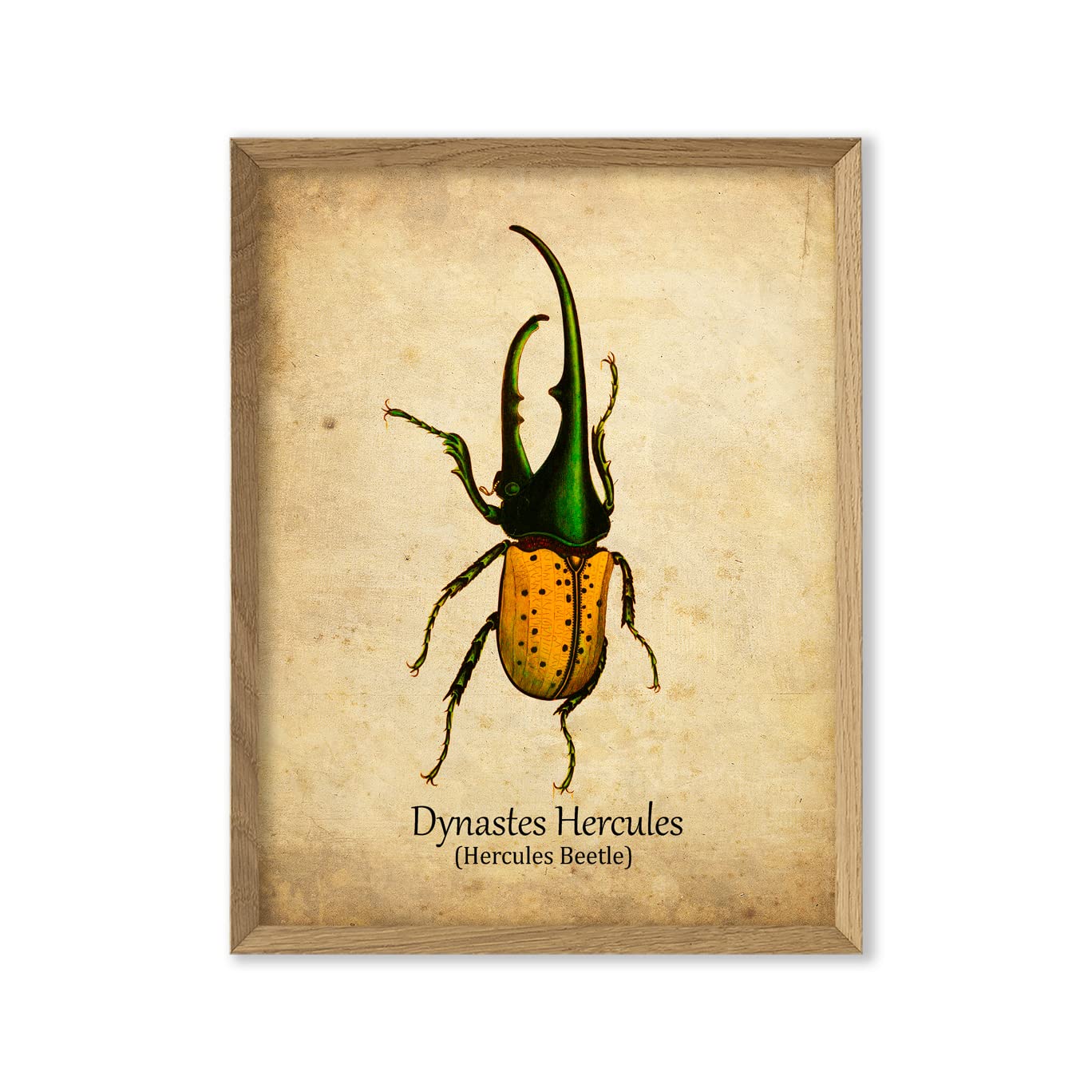 Mua Male Hercules Beetle Vintage Print Insect Wall Decor Dynastes ...