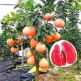 Amazon.com : No CA, Grafted Grapefruit Tree Live Plant, Red Grapefruit ...