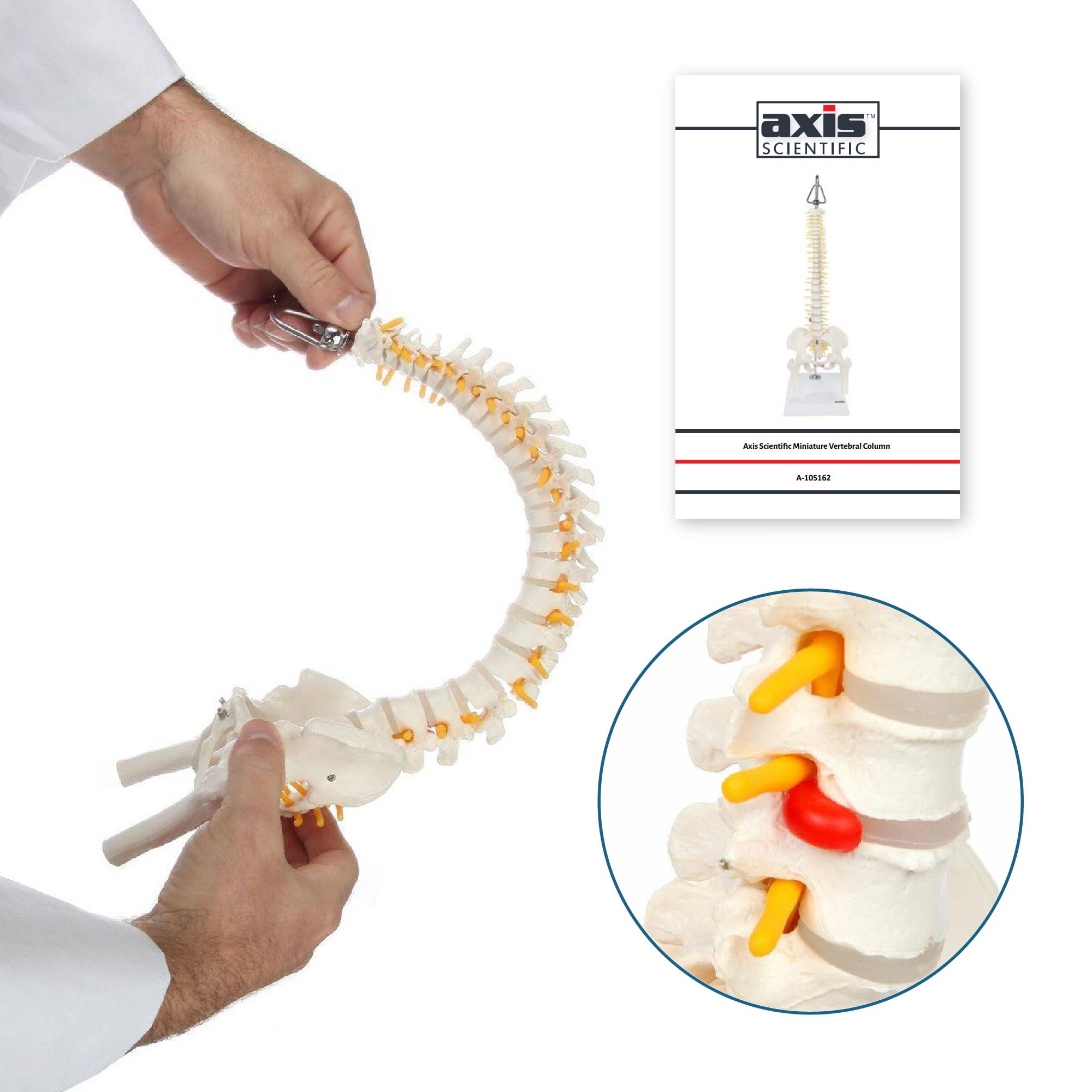 Mua Axis Scientific 15.5" Mini Spine Model, Spine Model with Nerves ...