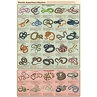 Amazon.com: Laminated North American Snakes Educational Chart Print ...