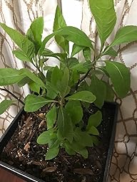 Amazon.com : Bitter Leaf Plant - Vernonia amygdalina. Great Herbal ...