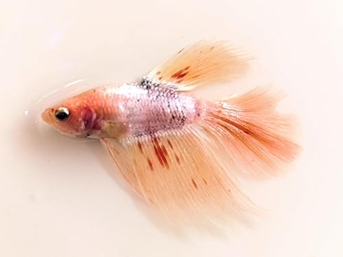 Betta Splendens Full Half Moon Tail - Siamese Male Fighting Fish ...