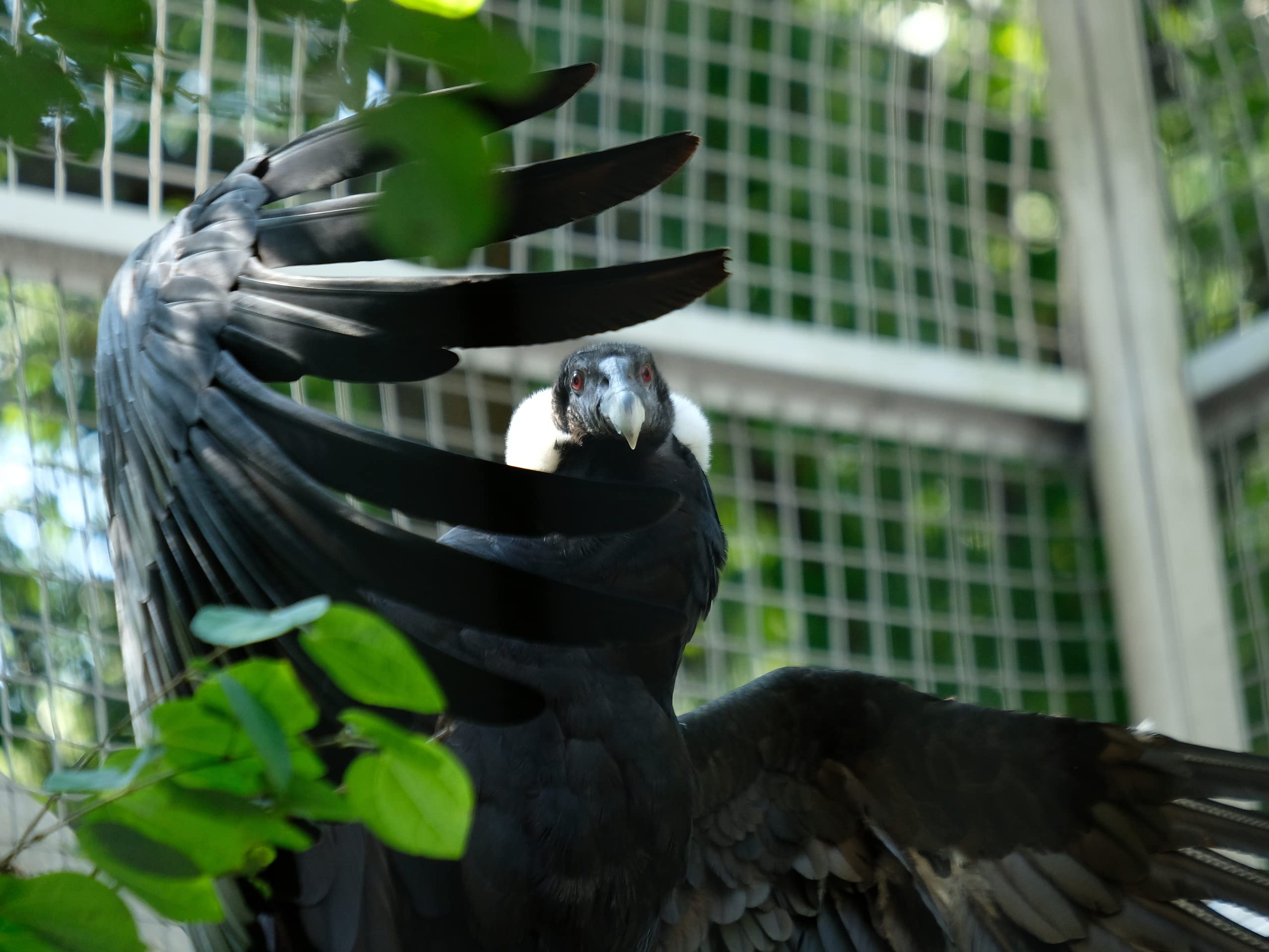 Watch The Zoo - Season 4 | Prime Video