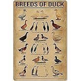 Amazon.com: Duck Knowledge Metal Poster Type Of Duck Metal Print Tin ...