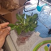 Money plant Crassula ovata Convoluta - 1 plant: Amazon.co.uk: Garden ...
