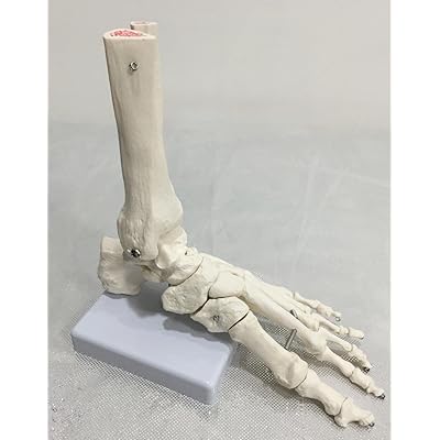 Buy Human Foot Bone Model, Foot Sole, Foints of Foot Ankle, Tibia and ...