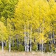 Amazon.com : 3 Quaking Aspen Plant Live Trees Bare Root Trees, 24 to 36 ...