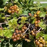 Amazon.com : Deep Blue Seedless Grape Vines Trees Live Plants, Well ...