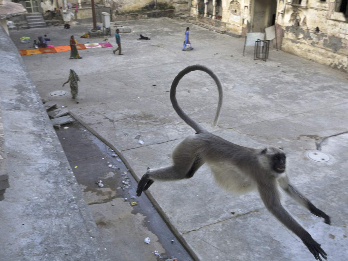 Watch Animal Battlegrounds - Season 1 | Prime Video