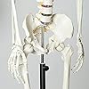 RONTEN Human Skeleton Model for Medical Study, Life Size Medical ...