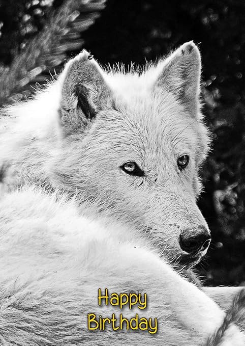 Wolf Birthday Card: Amazon.co.uk: Office Products