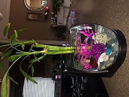 Amazon.com : Elive Betta Fish Bowl / Betta Fish Tank with Planter ...