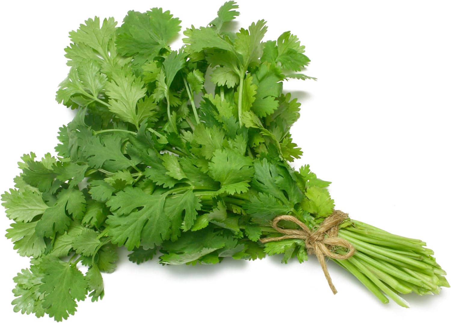 Amazon.com : Cilantro Seeds (Calypso) for Planting - 100mg : Garden ...