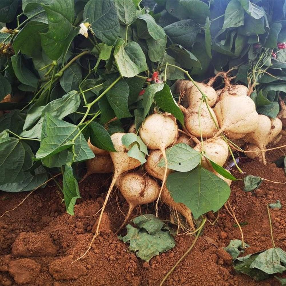 Jicama Seeds 15g About 50+ Organic Sweet Yam Bean Mexican Turnip ...