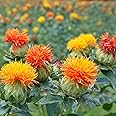 Amazon.com : Eden Brothers Safflower Seeds - Corrales Azafran : Patio ...
