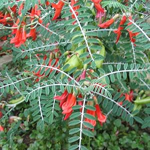 Amazon.com : Cancer Bush Seeds (Sutherlandia frutescens) 10+ Medicinal ...