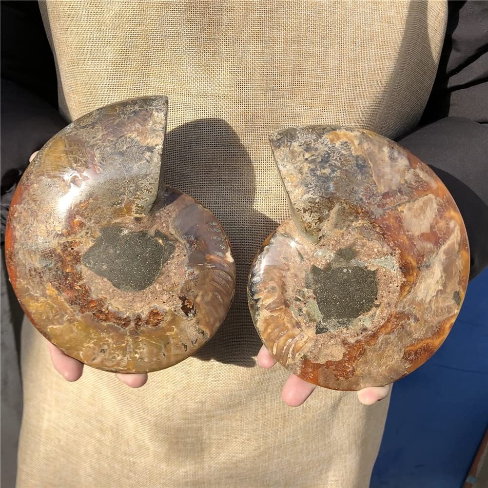 Mua SHERAF Great Gift Natural Madagascar Ammonites Fossils Conch ...