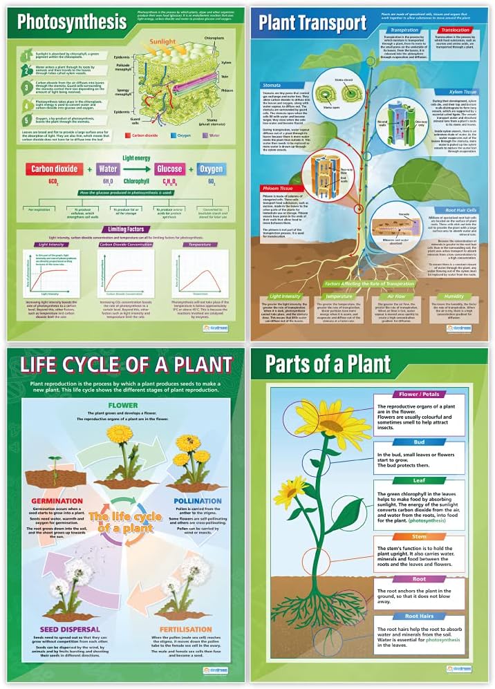 Amazon.com : Plants Posters - Set of 4 | Science Posters | Gloss Paper ...