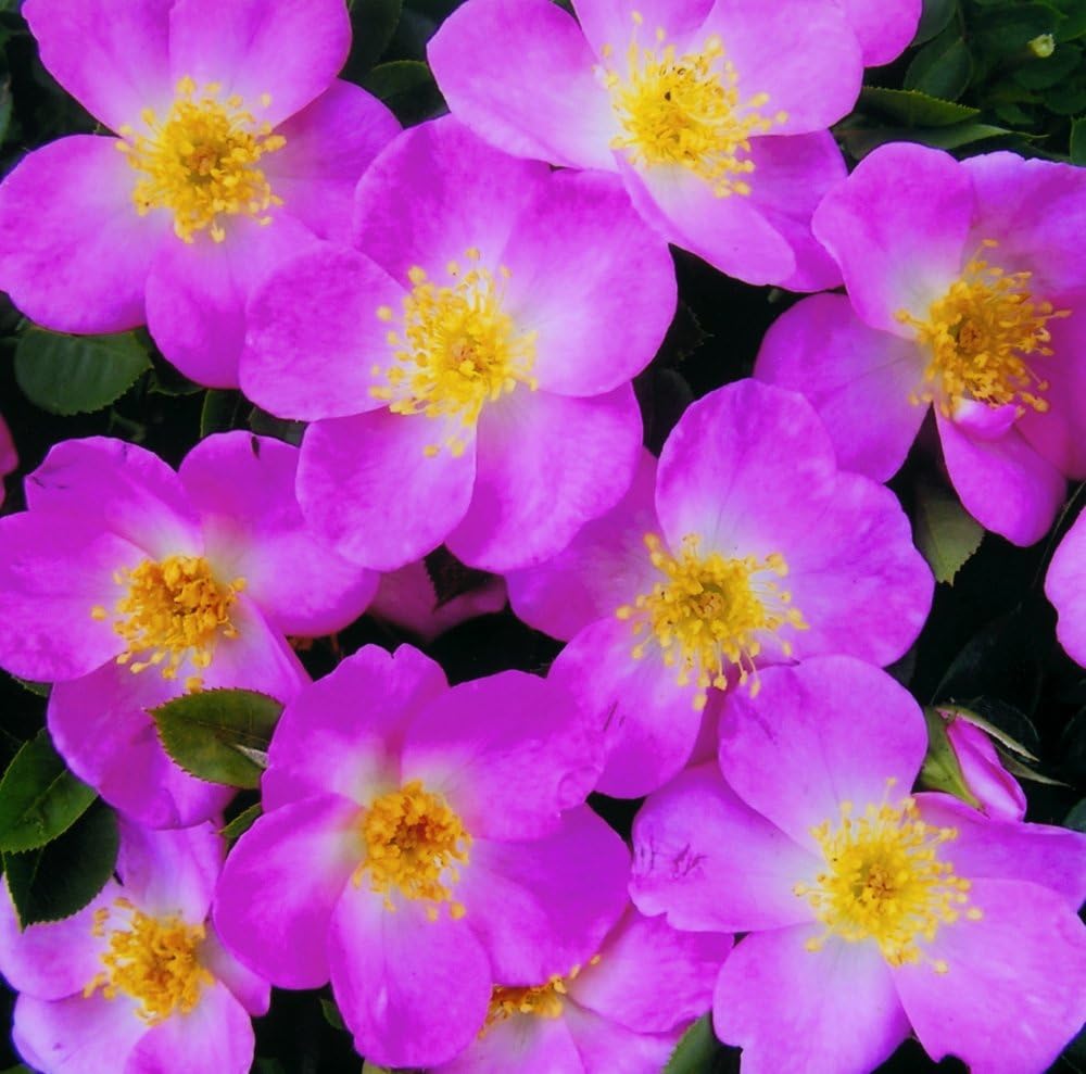 Harkness Rose Gallery Violet Cloud: Amazon.co.uk: Garden & Outdoors