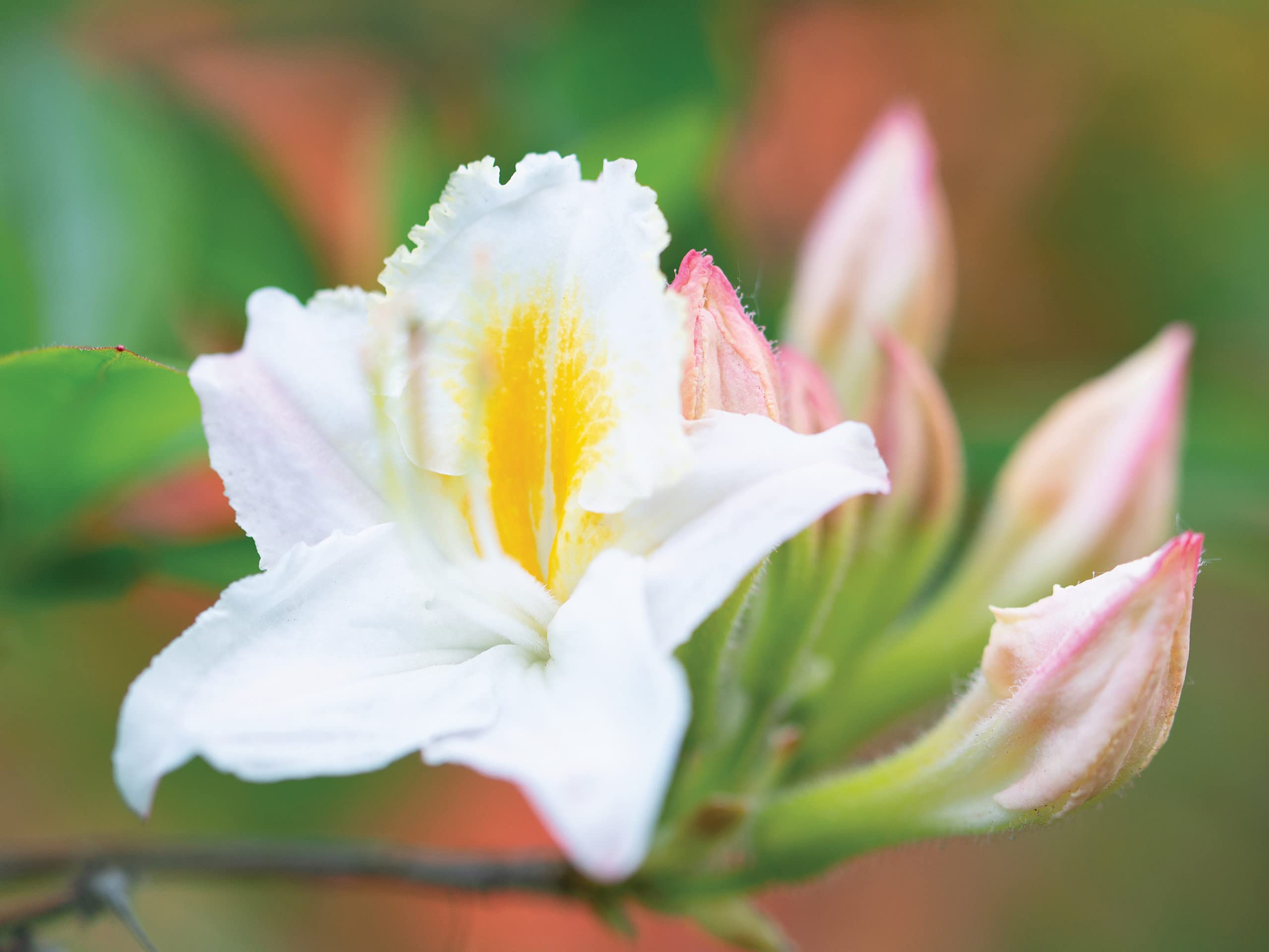 Watch The Botanist's Eye: Identifying the Plants around You | Prime Video