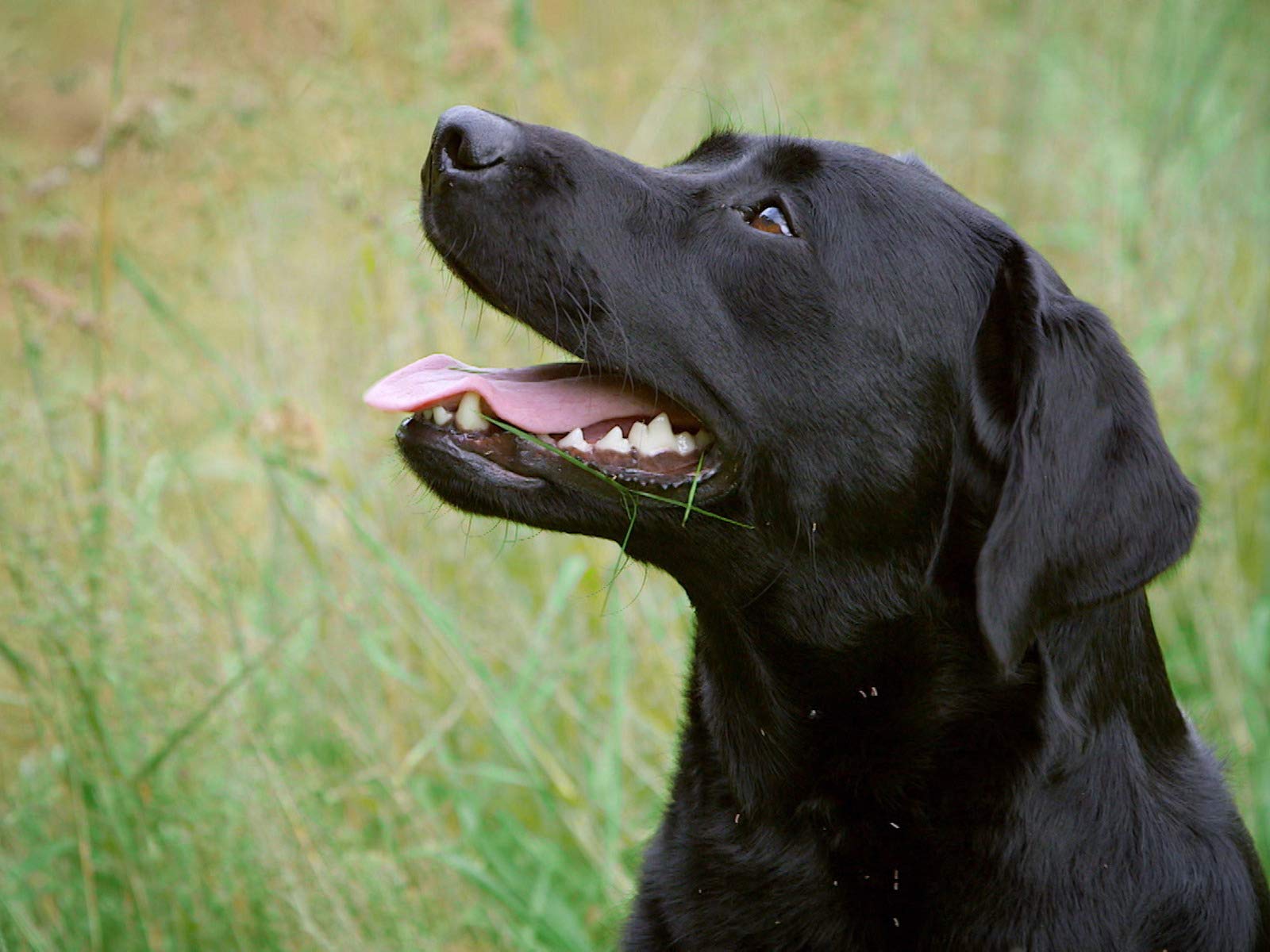 Watch The Wonder of Dogs | Prime Video