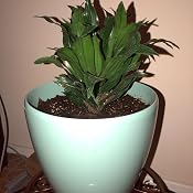 Amazon.com: Janet Craig Dragon Tree - Dracaena fragrans - 4: Garden ...