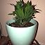 Amazon.com : Janet Craig Dragon Tree - Dracaena fragrans - 4 ...