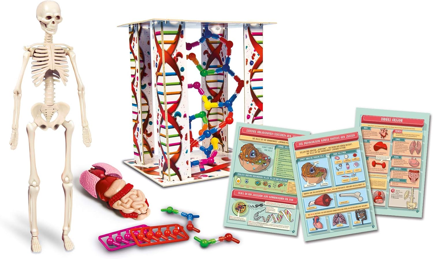 Clementoni 69489 Galileo Science The Human Body Mini Set, Experiment ...