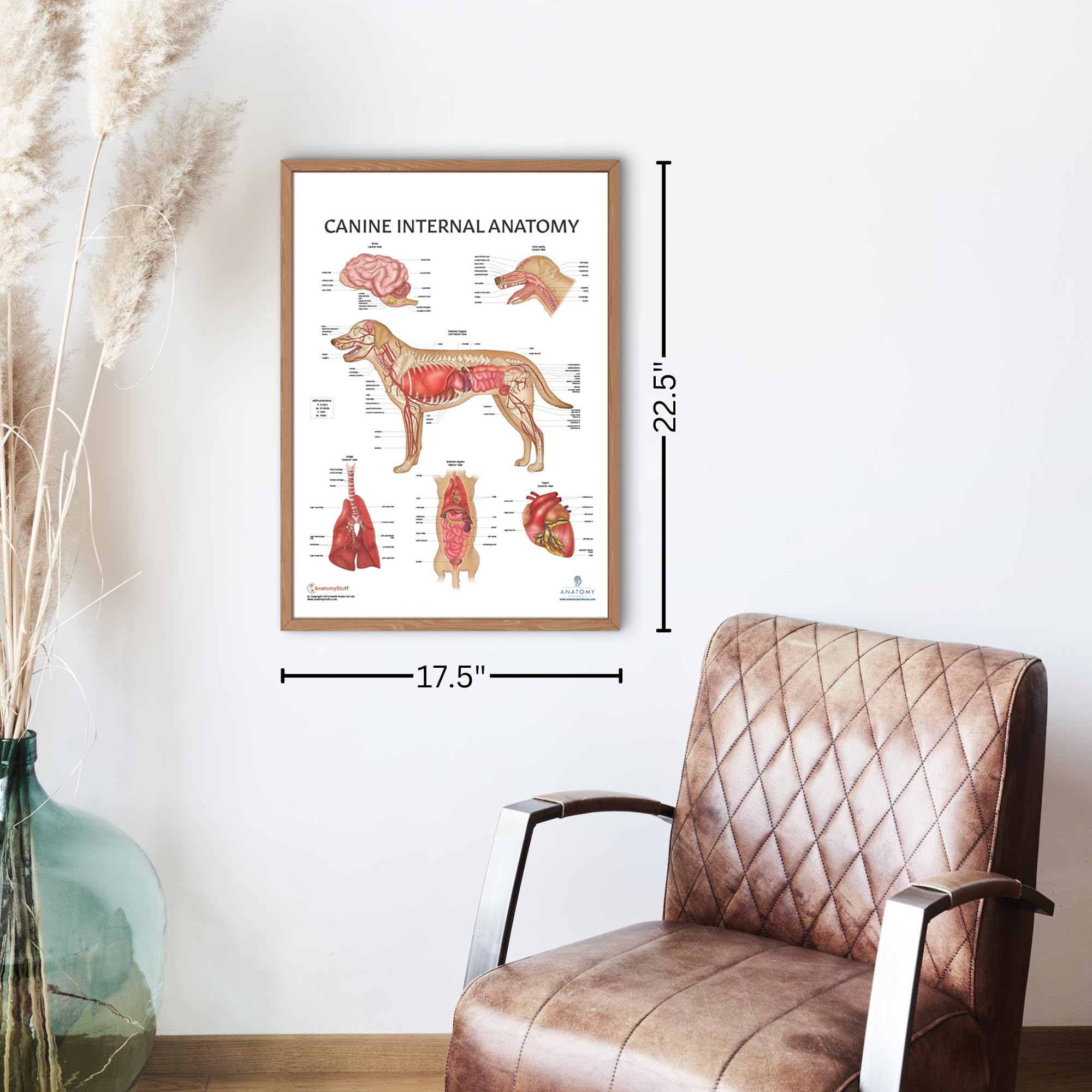Mua Anatomy Lab Canine Internal Anatomy Poster, LAMINATED, Veterinary ...