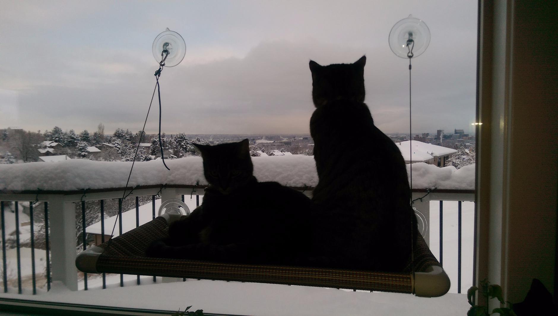 Pictures – Kitty Cot Original™