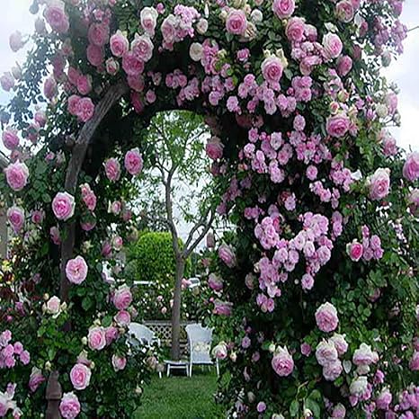 Royal Paradise Gardens Rare 1 Rose Plant Rose" Climbing Pink"Fragrant ...