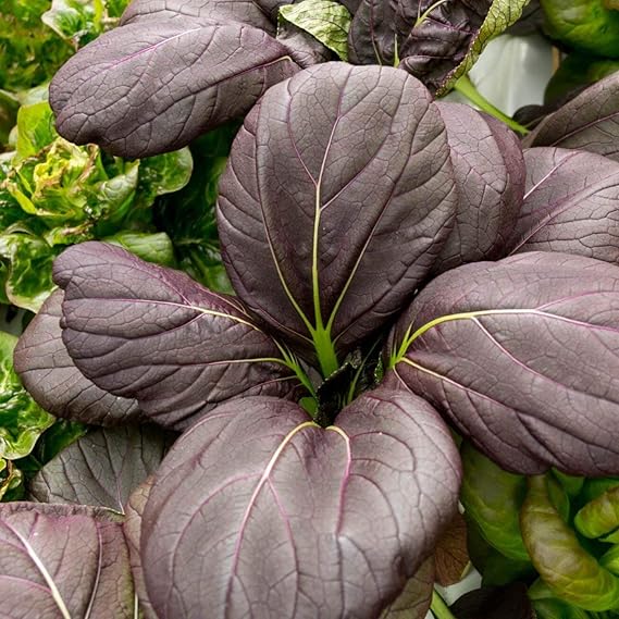 Pak Choi - Red - Vegetable Seeds Packet (Approx 70 Seeds): Amazon.co.uk ...