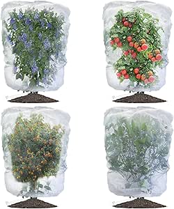 Amazon.com : Evoio 4 Pack Garden Plant Fruits Blueberry Bushes ...