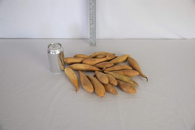 Amazon.com: Box of 20 Dried Hard Shell Gourd Bananas: Arts, Crafts & Sewing