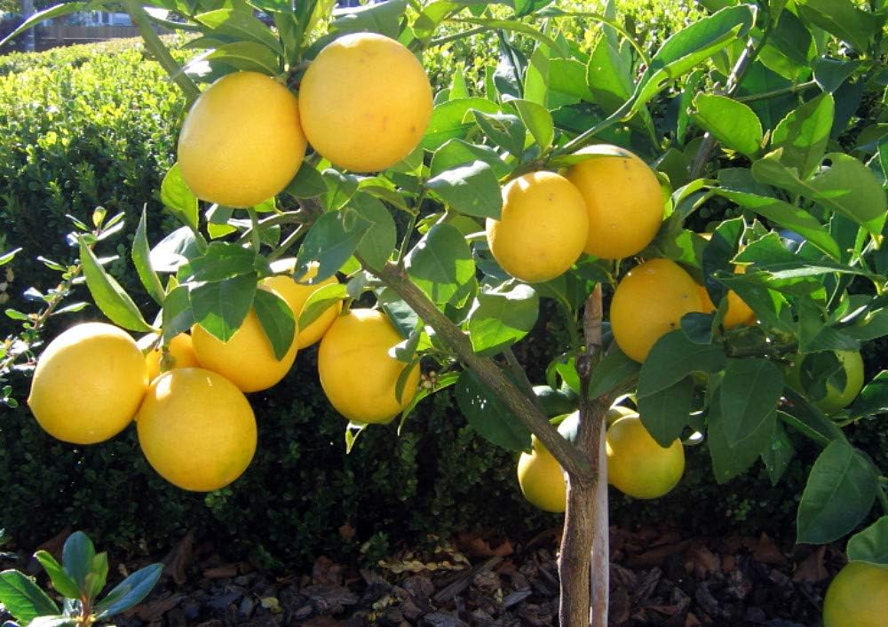 Amazon.com : Bearss Lemon Tree - Fruiting Size - 6" Pot - No Ship TX ...