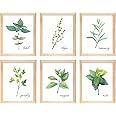 Amazon.com: L&O Goods Kitchen Herb Decor Posters & Prints | Home ...
