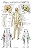 Palace Learning Spinal Nerves Anatomical Chart - Spine and Cranial Nervous System Anatomy Poster ...