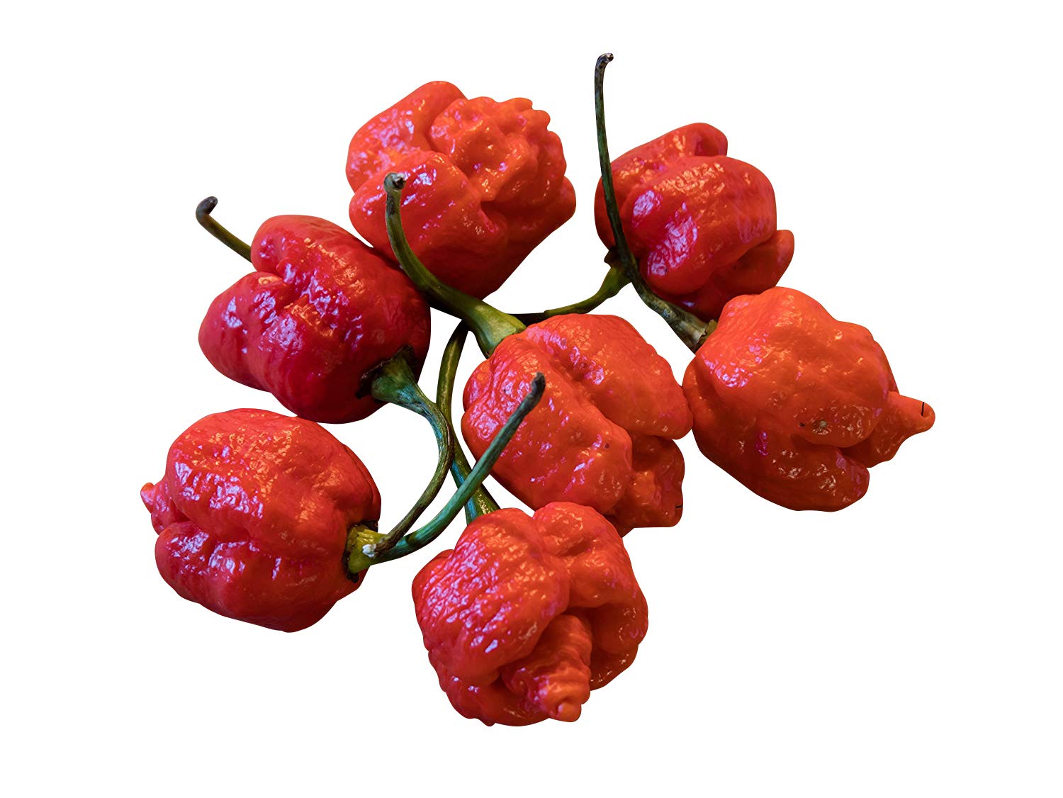 Amazon.com : Trinidad Moruga Scorpion Powder 10 g -Hottest Pepper in ...