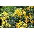 Amazon.com : Cassia siamea Kassod Tropical Tree seeds Bright Yellow Blooms Popcorn Scented ...
