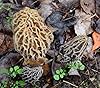 Garden Morel Mushroom Grow Kit - MOREL HABITAT KIT ® - Grow Morchella ...