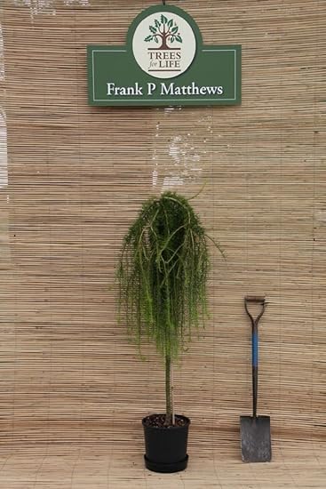 Larix Decidua 'Puli' Weeping Larch Tree in a 12 Litre pot (Pruned ...