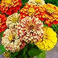 Amazon.com : 1000+Perennial Zinnia Flower Seeds for Planting Outdoor ...